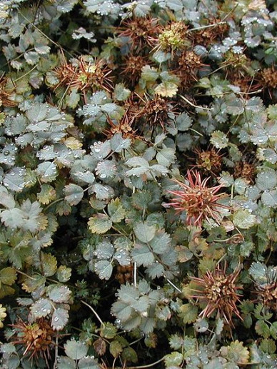 Acaena buchananii - Stekelnootje | De Tuinen van Appeltern