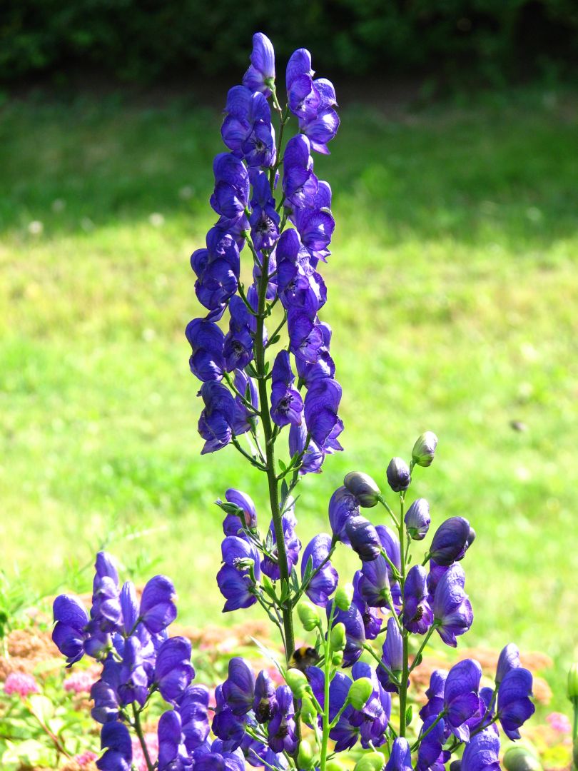 Aconitum napellus - Monnikskap | De Tuinen van Appeltern