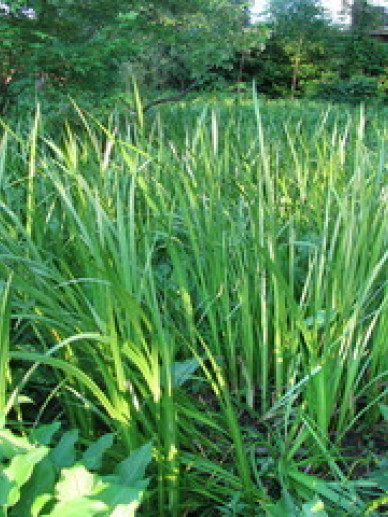 Acorus calamus - kalmoes | De Tuinen van Appeltern