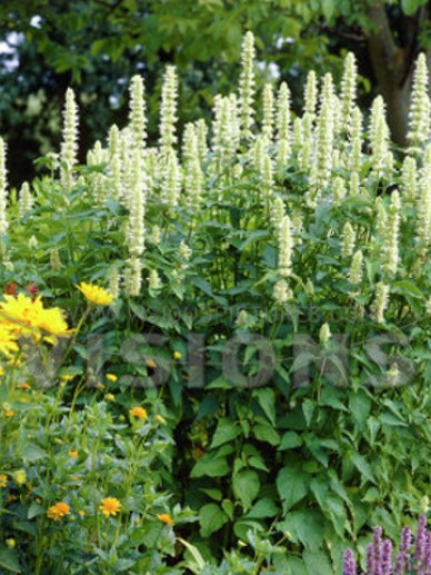 Agastache rugosa 'Alabaster' - Anijsnetel, Dropplant | De Tuinen van ...