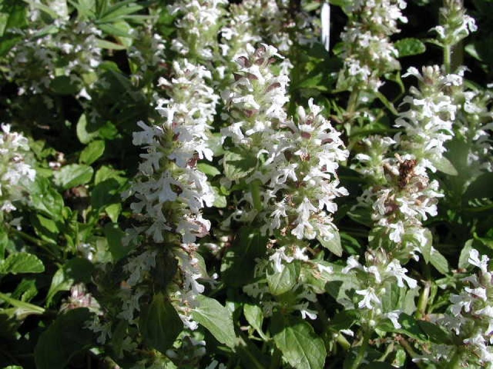 Ajuga reptans 'Alba'- Kruipend zenegroen | De Tuinen van Appeltern