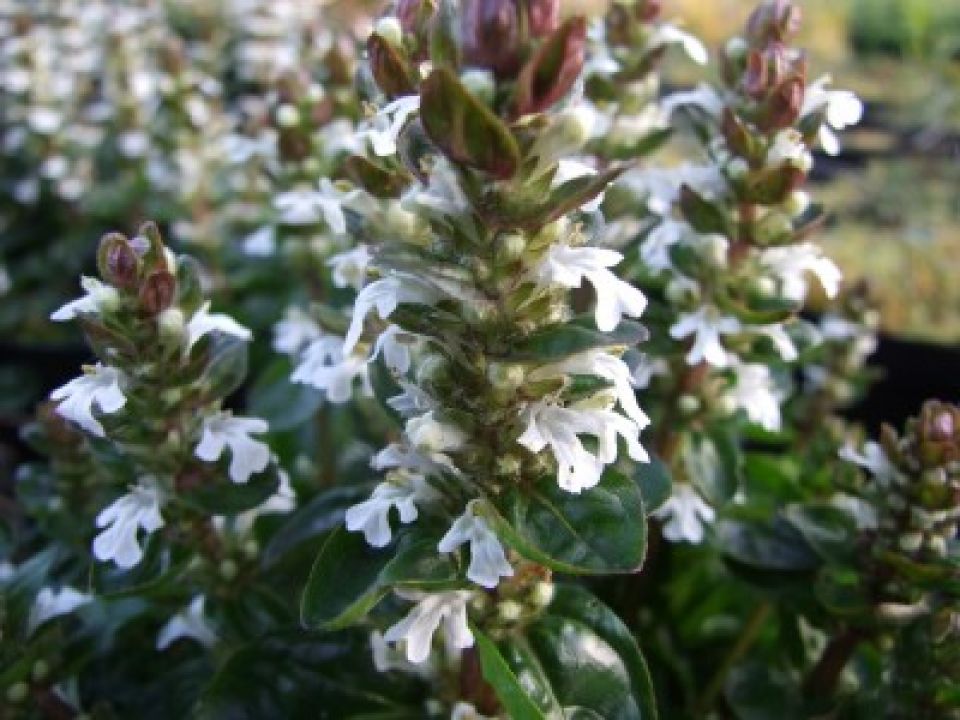 Ajuga reptans 'Alba'- Kruipend zenegroen | De Tuinen van Appeltern