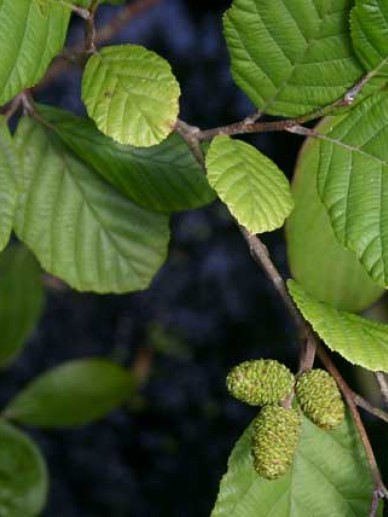 Alnus incana - Witte els, grijze els, grauwe els | De Tuinen van Appeltern