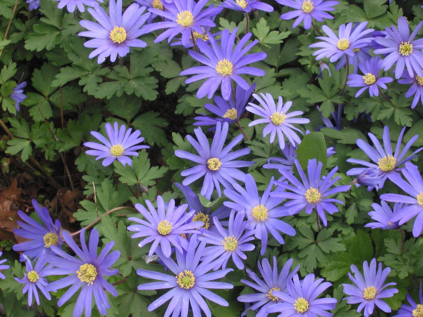 Anemone blanda - Blauwe anemoon | De Tuinen van Appeltern