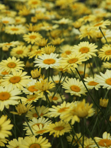 Anthemis 'E.C. Buxton' - Gele kamille | De Tuinen van Appeltern Anthemis 'E.C. Buxton' - Gele kamille | De Tuinen van Appeltern