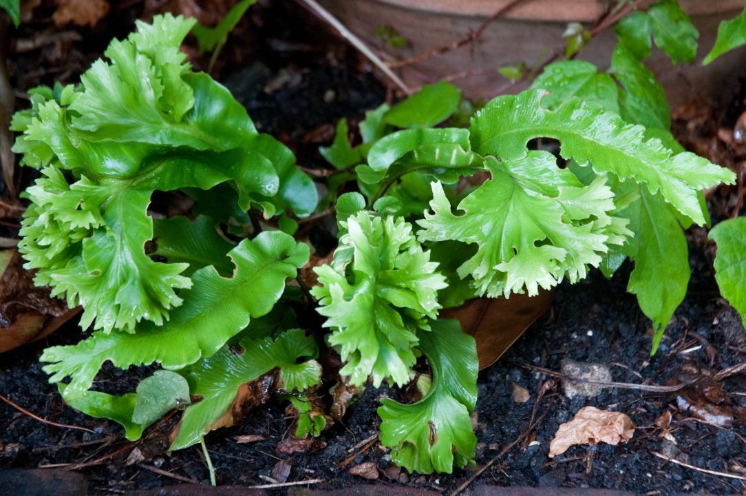Asplenium scolopendrium 'Cristatum' - Tongvaren | De Tuinen van Appeltern