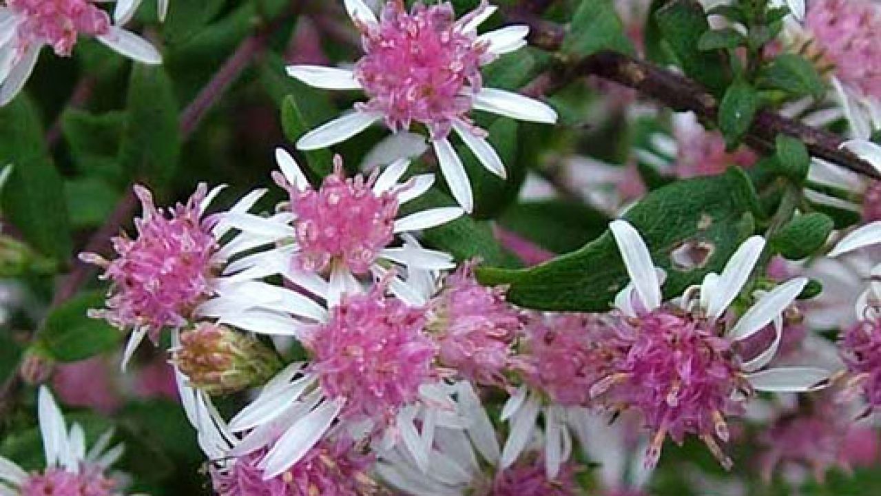 Aster lateriflorus 'Horizontalis' - Herfstaster | De Tuinen van Appeltern