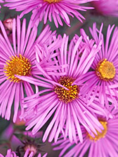 Aster novae-angliae 'Barr's Pink - Herfstaster | De Tuinen van Appeltern