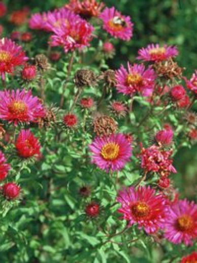 Aster novae-angliae 'Septemberrubin' - Herfstaster | De Tuinen van ...