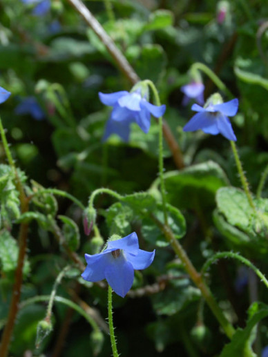 Borago pygmaea - Komkommerkruid, bernagie | De Tuinen van Appeltern