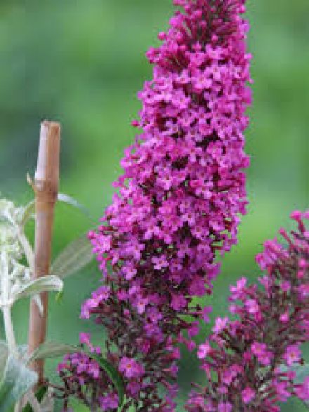Buddleja 'Buzz Violet' (='Tobudviole') - Vlinderstruik | De Tuinen van ...