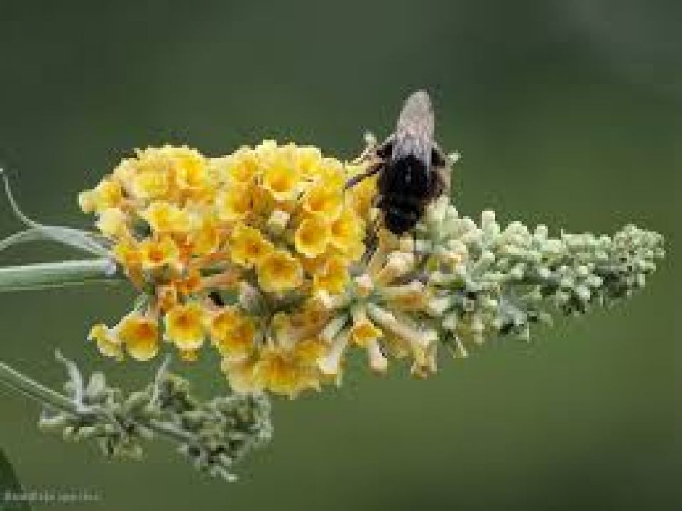 Buddleja x weyeriana 'Golden Glow' | De Tuinen van Appeltern