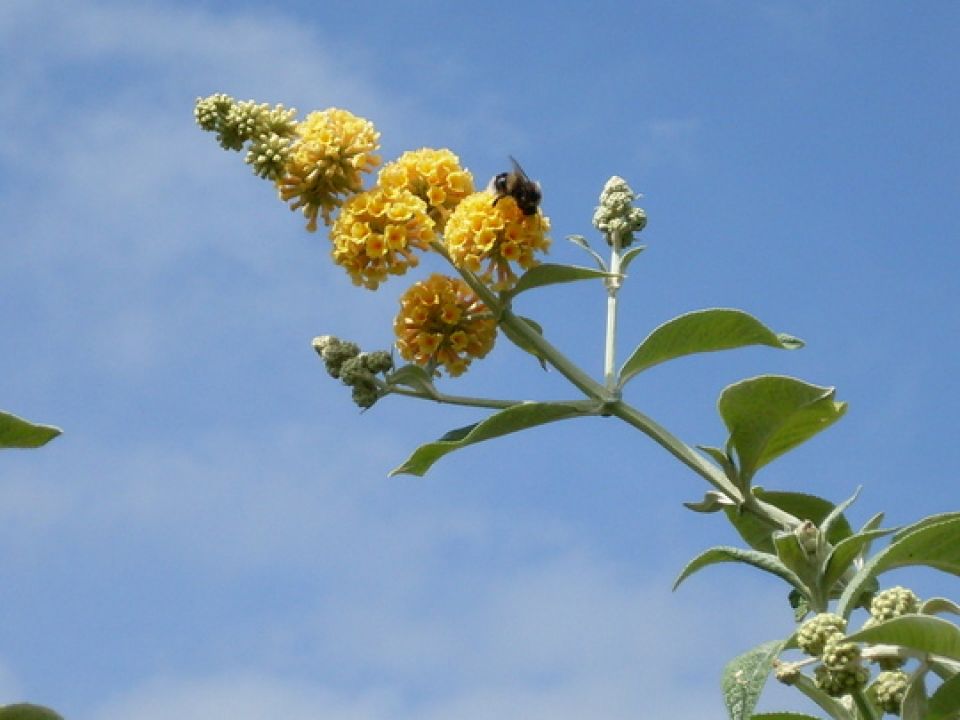Buddleja x weyeriana 'Golden Glow' | De Tuinen van Appeltern