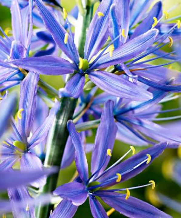Camassia leichtlinii 'Caerulea' - Prairielelie | De Tuinen van Appeltern