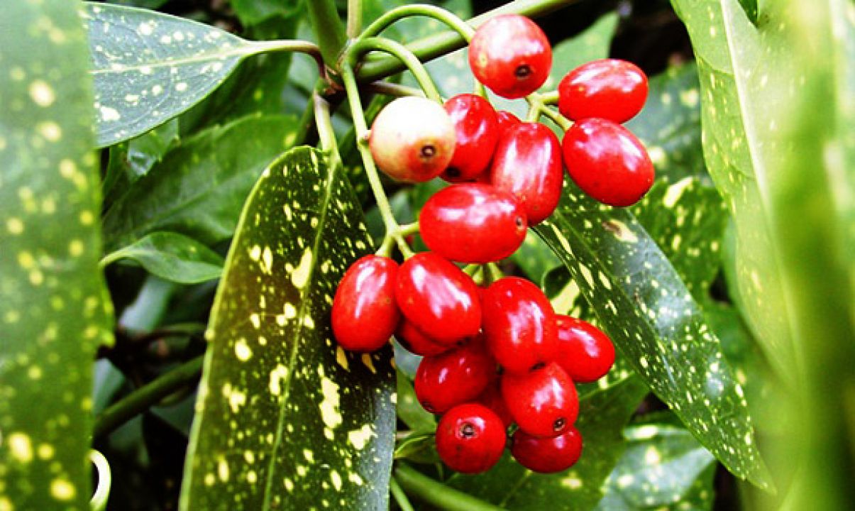 Aucuba japonica 'Variegata' - Broodboom | De Tuinen van Appeltern