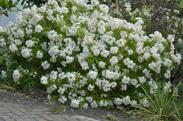 Choisya ternata 'Aztec Pearl' - / - De Tuinen van Appeltern