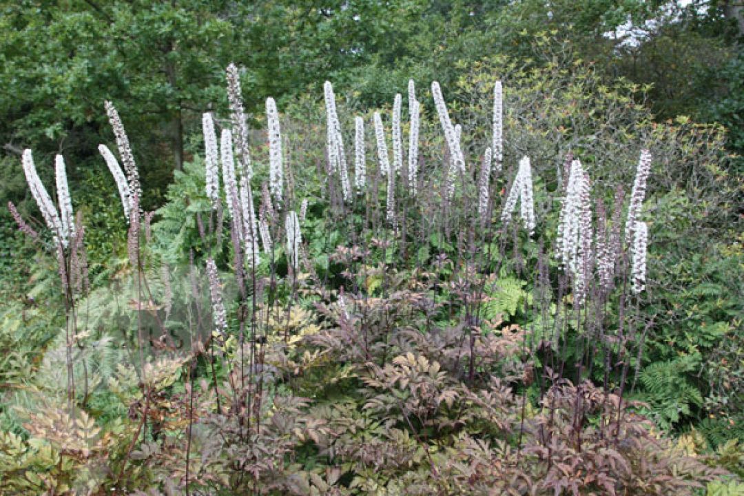 Cimicifuga simplex 'Carbonella' - (Donkerbladige) Zilverkaars | De Tuinen van Appeltern