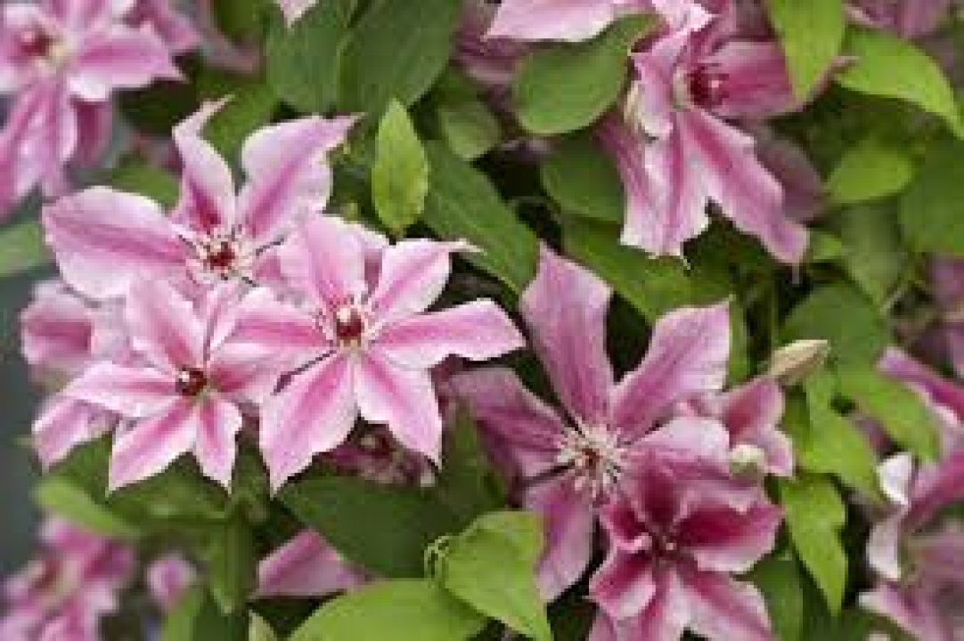 Clematis 'Ooh la la' - Bosrank, bosdruif | De Tuinen van Appeltern