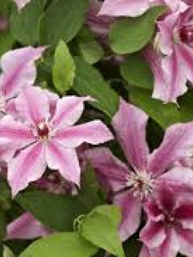 Clematis 'Ooh la la' - Bosrank, bosdruif | De Tuinen van Appeltern