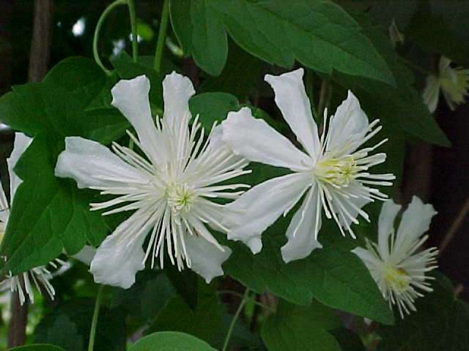 Clematis 'Paul Farges' - Bosdruif, bosrank | De Tuinen van Appeltern