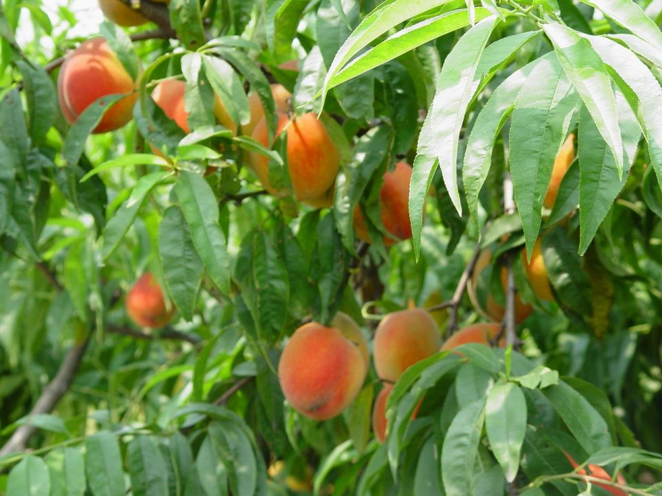 Diospyros kaki - Kakiboom | De Tuinen van Appeltern