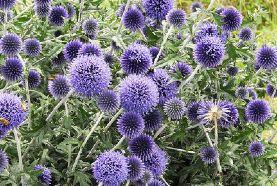 Echinops ritro - Kogeldistel | De Tuinen van Appeltern