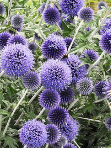 Echinops ritro - Kogeldistel | De Tuinen van Appeltern