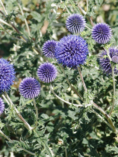 Echinops ritro - Kogeldistel | De Tuinen van Appeltern