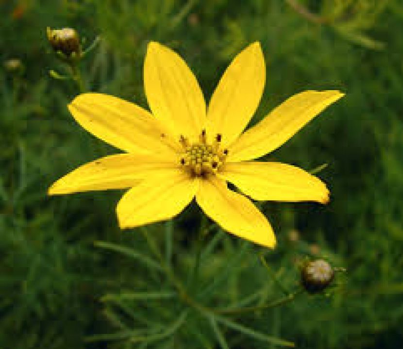Coreopsis verticillata - Meisjesogen | De Tuinen van Appeltern