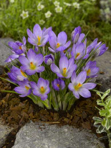 Crocus etruscus 'Zwanenburg' - Krokus | De Tuinen van Appeltern