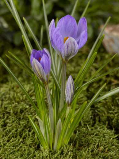 Crocus etruscus 'Zwanenburg' - Krokus | De Tuinen van Appeltern
