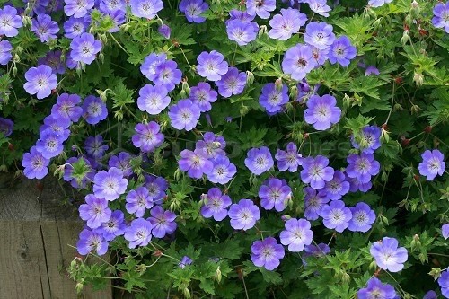 Geranium 'Gerwat' (= 'Rozanne') - Ooievaarsbek - De Tuinen van Appeltern