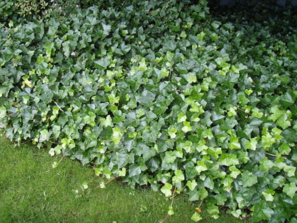 Hedera helix 'Hibernica' - Ierse of Atlantische klimop | De Tuinen van ...