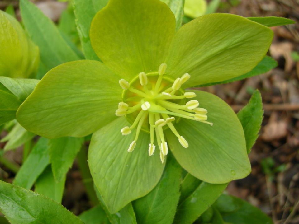 Helleborus cyclophyllus - Kerstroos, nieskruid | De Tuinen van Appeltern