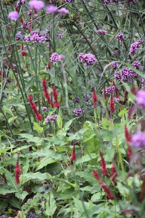 Verbena bonariensis 'Lollipop' - IJzerhard | De Tuinen van Appeltern