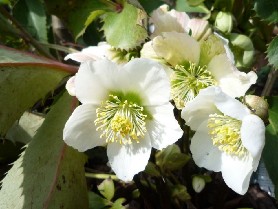 Helleborus Wit - Kerstroos, Nieskruid | De Tuinen van Appeltern