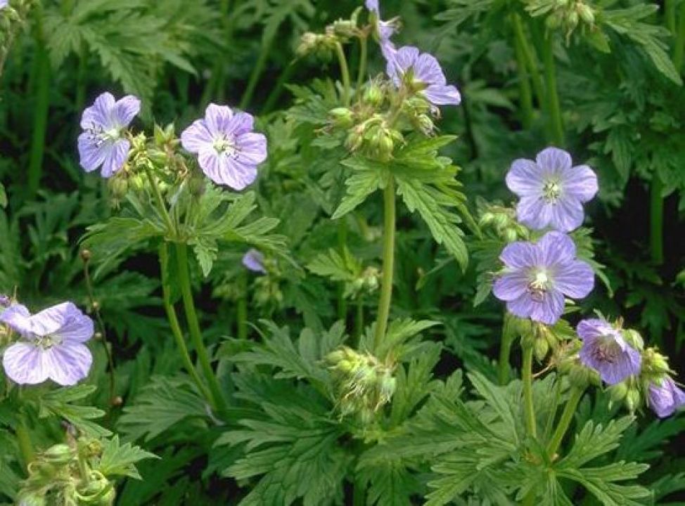 Geranium pratense 'Mrs Kendall Clark' - Ooievaarsbek | De Tuinen van ...