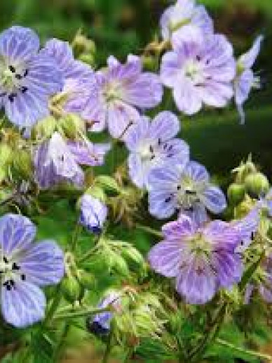 Geranium pratense 'Mrs Kendall Clark' - Ooievaarsbek | De Tuinen van ...