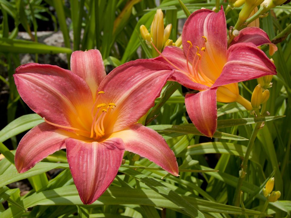 Hemerocallis 'Cherry Cheeks' - Daglelie | De Tuinen van Appeltern