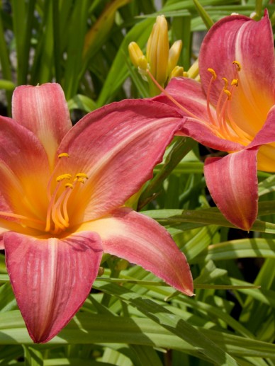 Hemerocallis 'Cherry Cheeks' - Daglelie | De Tuinen van Appeltern