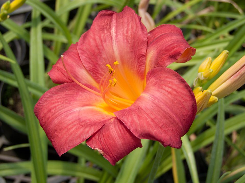 Hemerocallis 'Cherry Cheeks' - Daglelie | De Tuinen van Appeltern