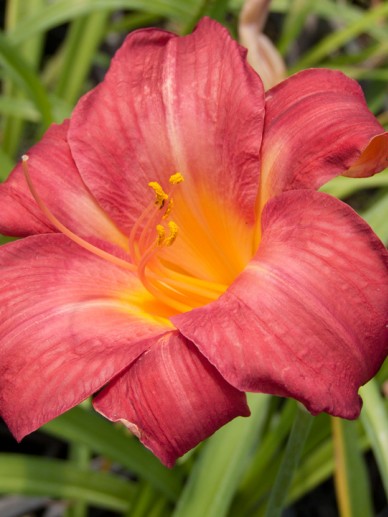 Hemerocallis 'Cherry Cheeks' - Daglelie | De Tuinen van Appeltern