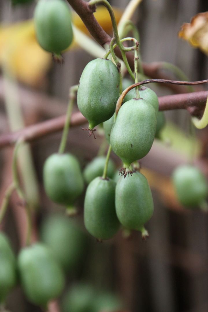 Actinidia arguta 'Issai '- Mini-kiwi, kiwibes | De Tuinen van Appeltern