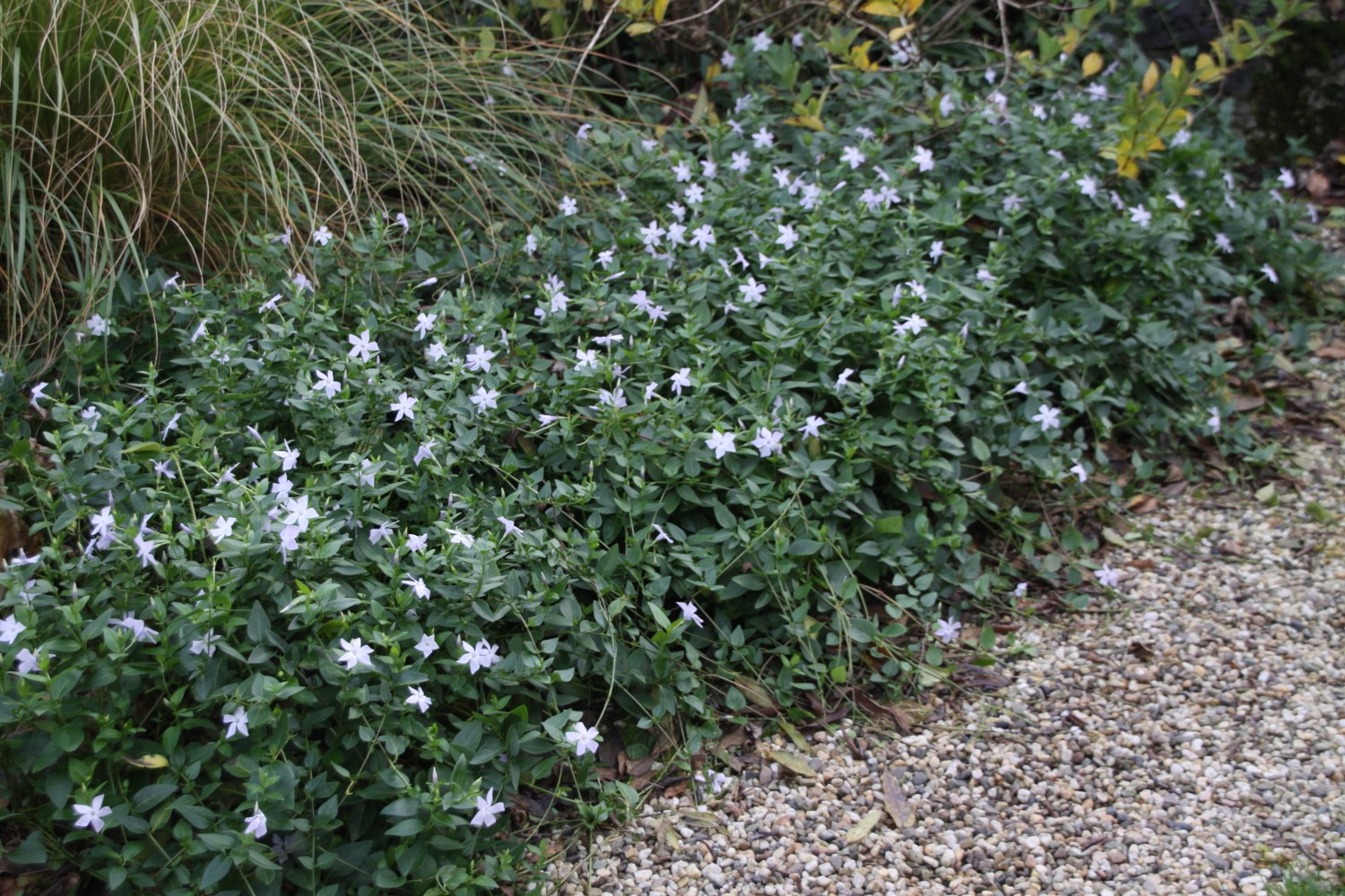 Vinca major 'Alba' - Grote maagdenpalm - De Tuinen van Appeltern