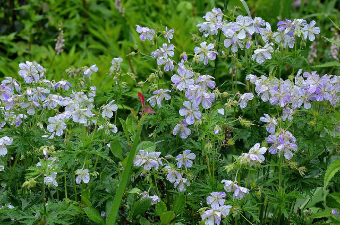Geranium pratense 'Splish-splash' - Ooievaarsbek | De Tuinen van Appeltern