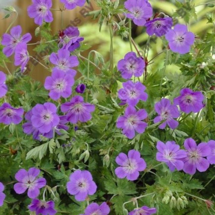 Geranium wallichianum 'Rainbow' - Ooievaarsbek | De Tuinen van Appeltern