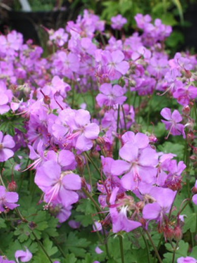Geranium x cantabrigiense 'Cambridge' - Ooievaarsbek | De Tuinen van ...