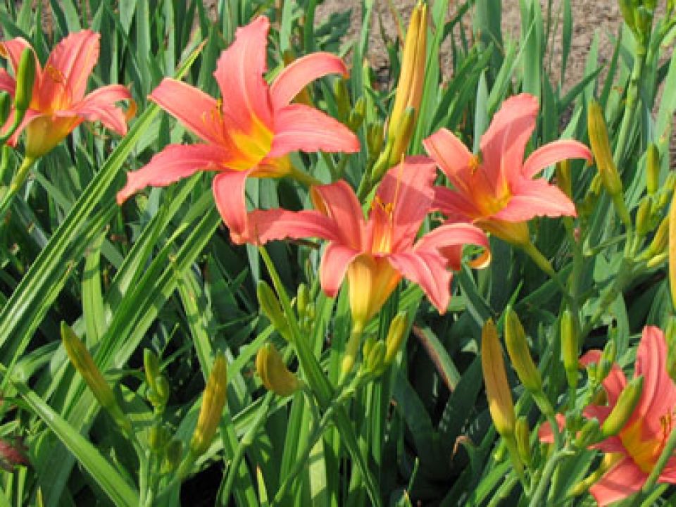 Hemerocallis 'Elaine Strutt' - Daglelie | De Tuinen van Appeltern