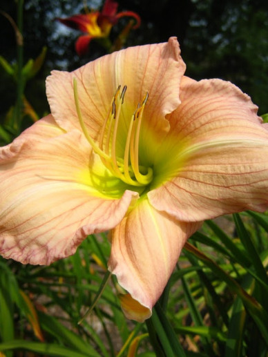 Hemerocallis 'My Belle' - Daglelie | De Tuinen van Appeltern