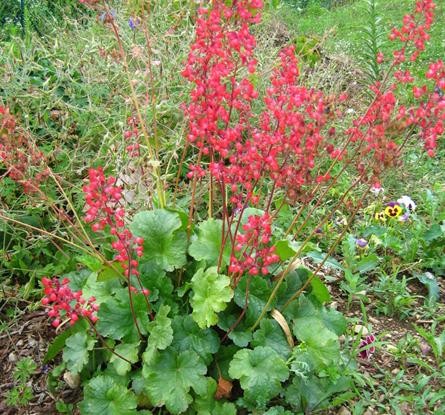 Heuchera X Brizoides
